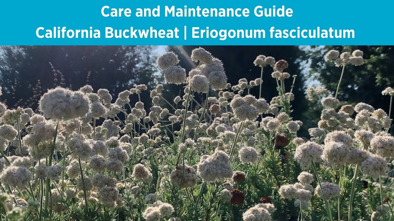 Caring For California Buckwheat | The Do's and Don'ts - YouTube