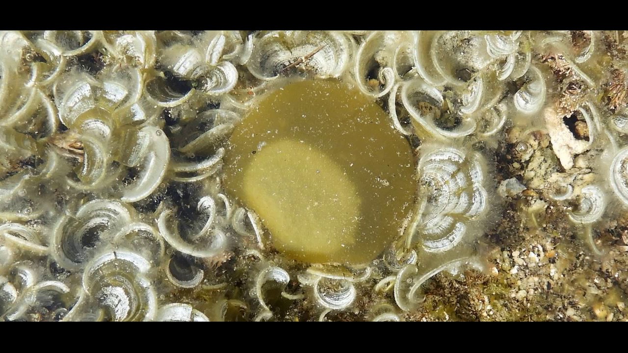 Colpomenia sp is an Agae Greece 8 3 2019 by Theo Fotiadis - YouTube