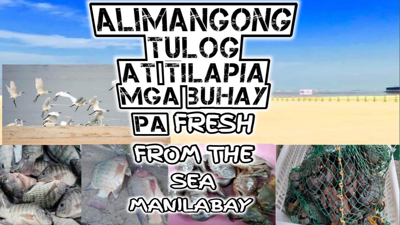ALIMANGONG TULOG AT ANG MGA MALALAKING TILAPIA BAGONG HULI FRESH FROM ...
