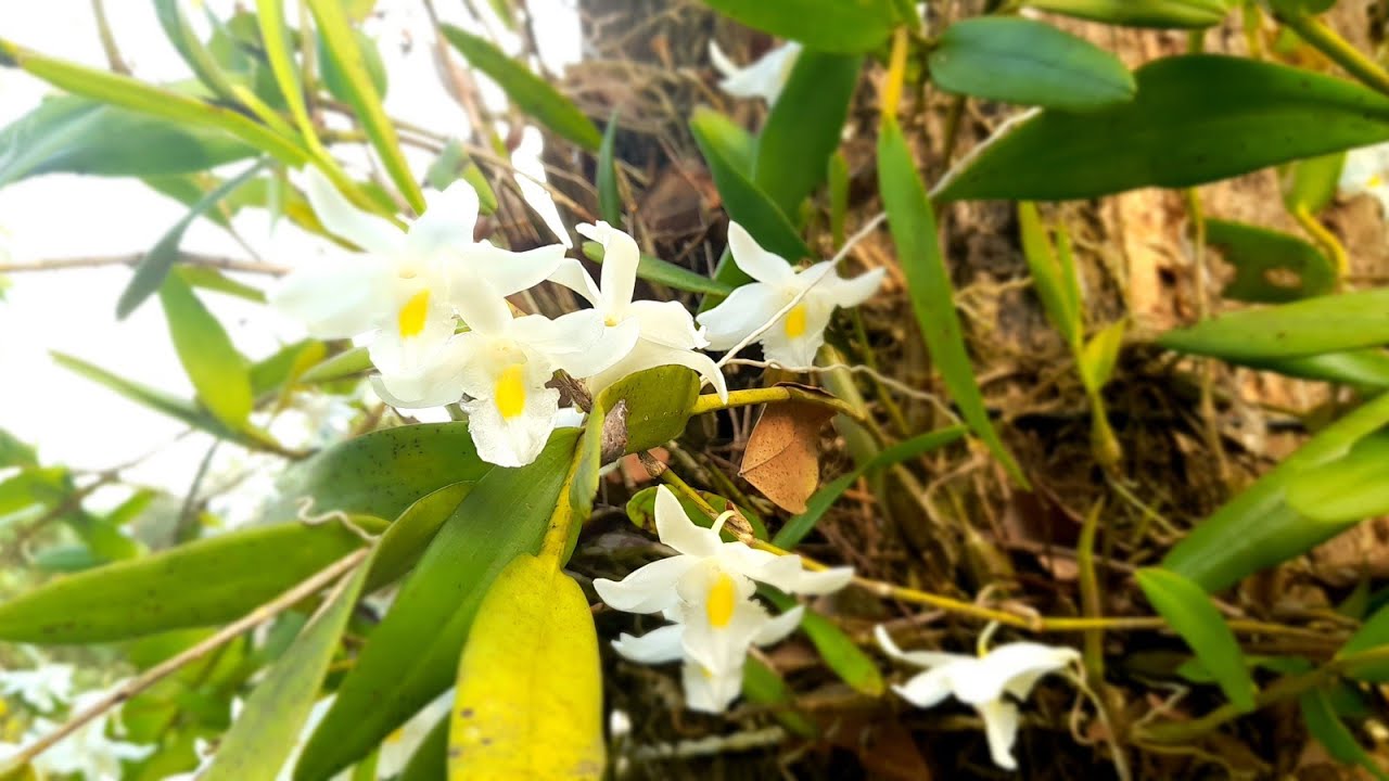 Dendrobium Crumenatum/Pigeon Orchid/White Flower Orchids/Frangrant/Dove ...