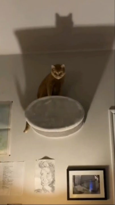 FUNNY cat // CAT funny - YouTube