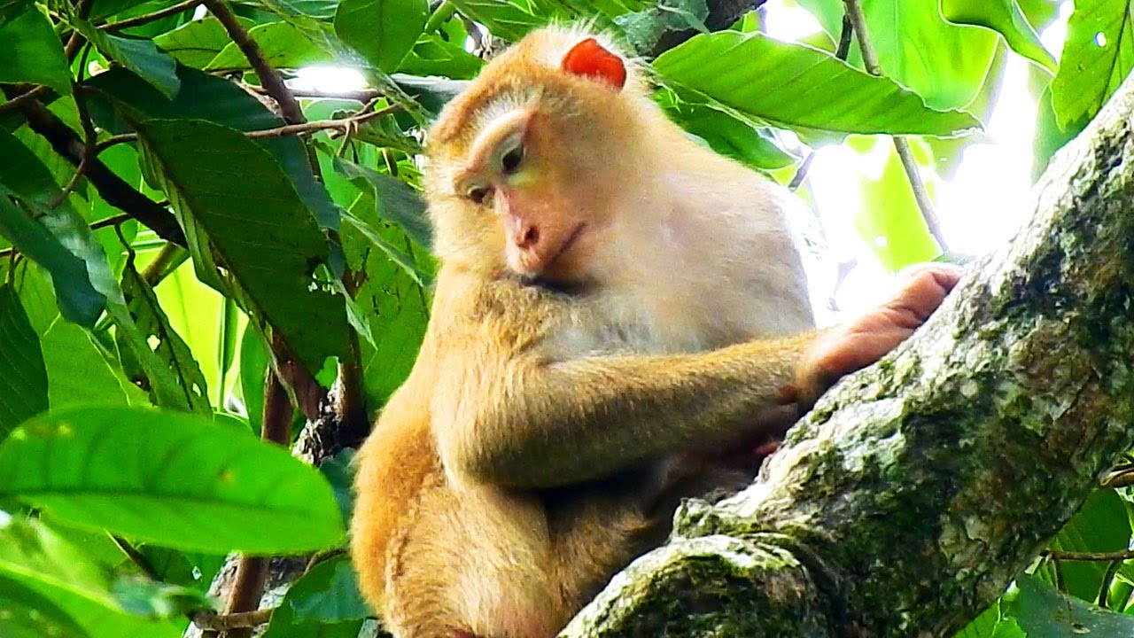 Monkey Luna’s High-Flying Adventure: Climbing to Feed Baby Luno - YouTube
