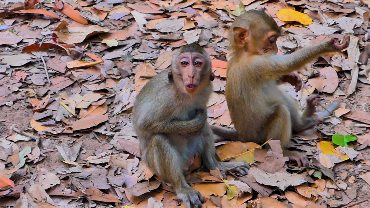 Monkey Dawn Clenched Her Fists To Her Chest And Spoke To Me - YouTube
