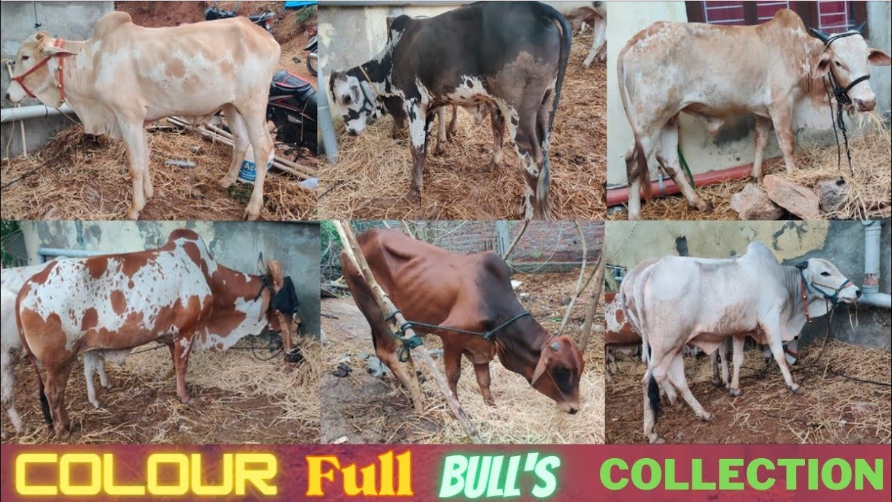 Colour Full Bull's 🐂 Collection available in Errakunta Hyderabad - YouTube