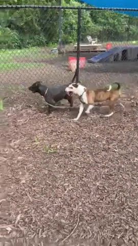 Meet Beanie a Mixed Breed, Medium (up to 44 lbs fully grown) currently ...