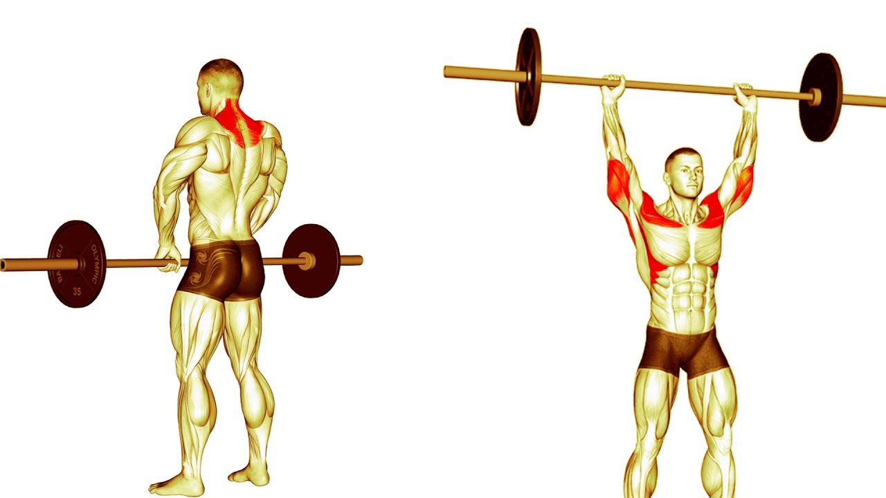 TOP 7 BARBELL EXERCISES THIS YEAR What Exercises Can You Do With A TOP 7 BARBELL EXERCISES THIS YEAR What Exercises Can You Do With A