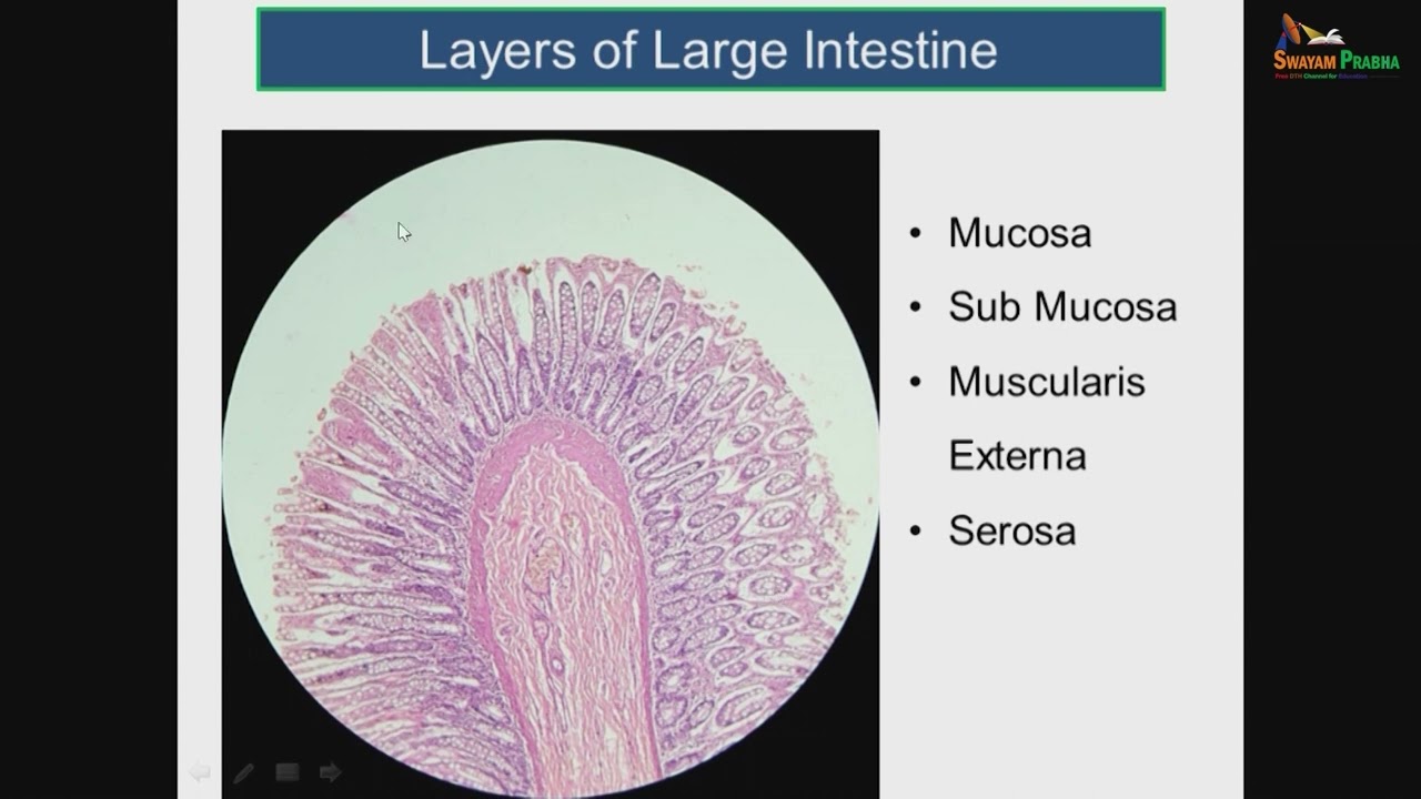 Large Intestine Histology Labeled