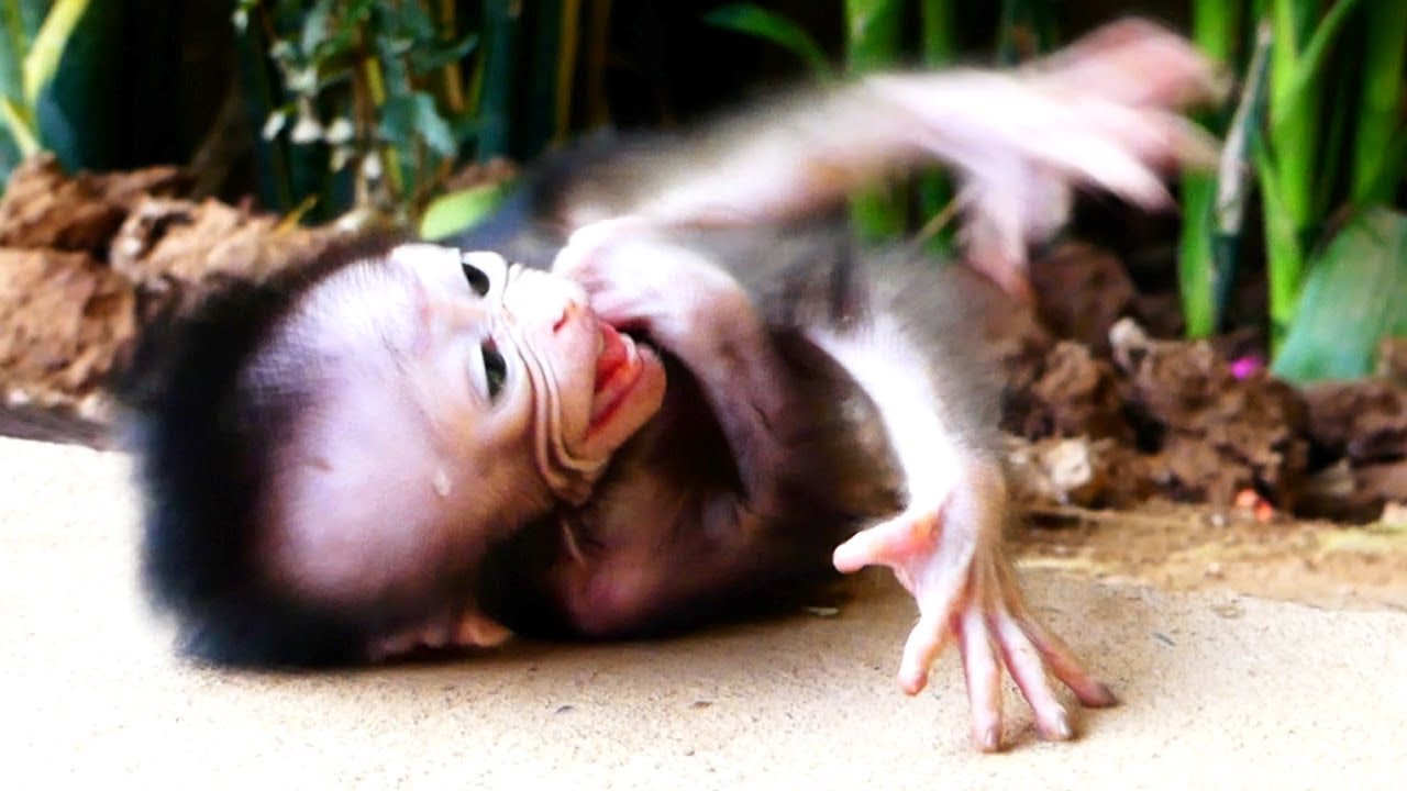 Amazing ! Baby Momo cries angry at Dad - leaving him alone on the ...