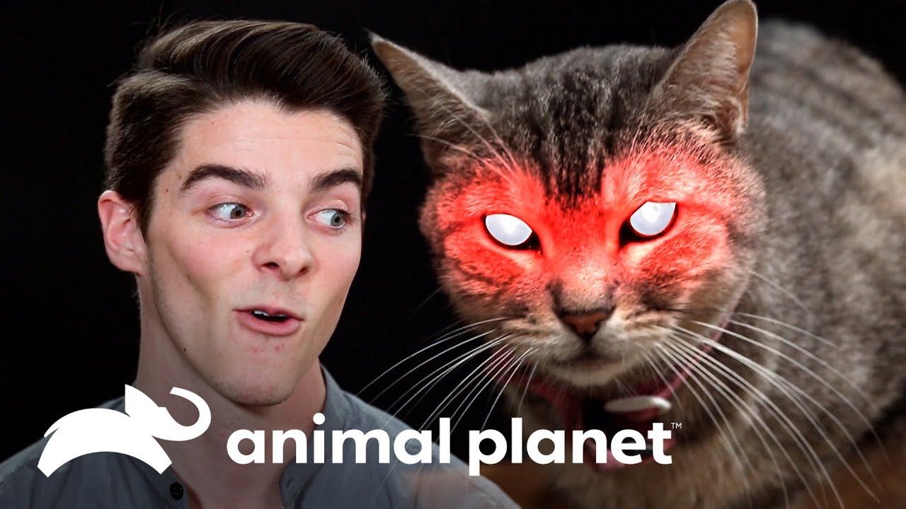 ¡Hombre vs. gatos asesinos! | Mi gato endemoniado | Animal Planet - YouTube