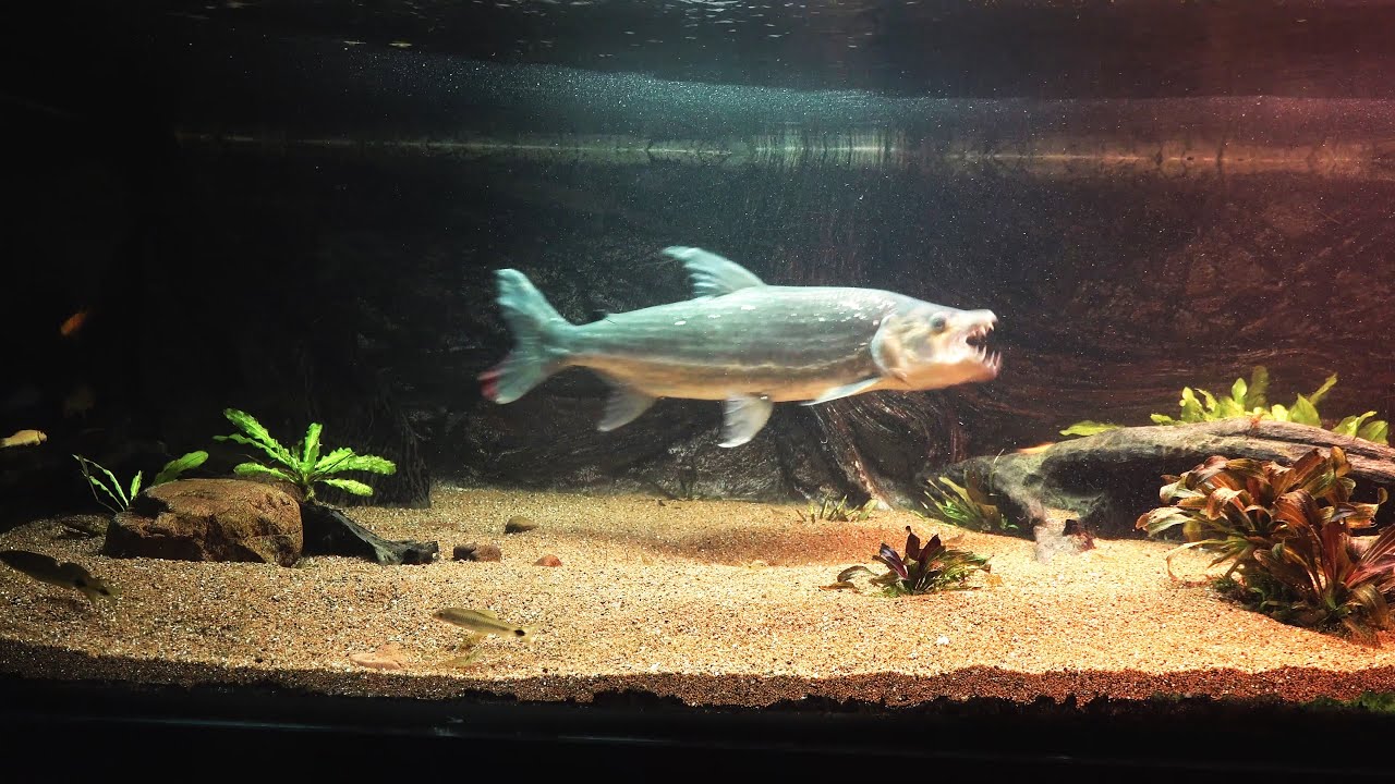 12 years old goliath tigerfish ferocious even with broken teeth - YouTube