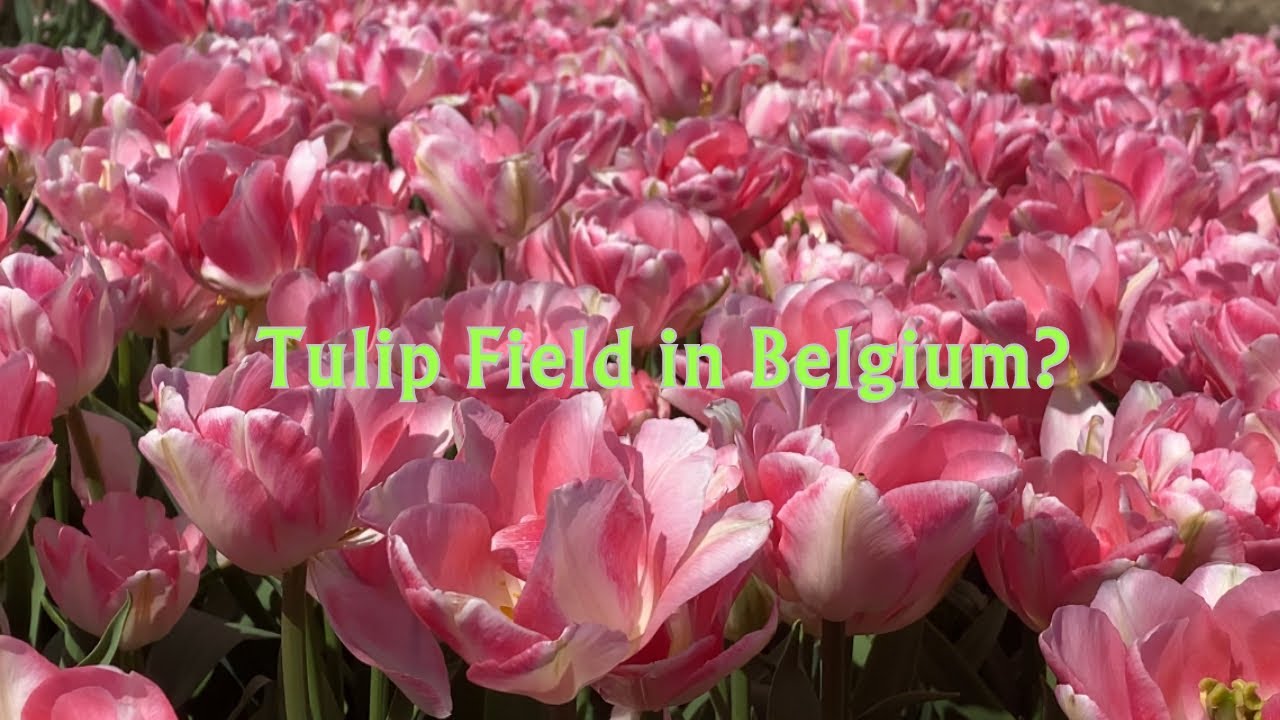 Tulip Field in Belgium? - A day in Meerdonk - YouTube