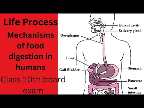 Life process | Mechanisms of food digestion | Class 10th board exam ...