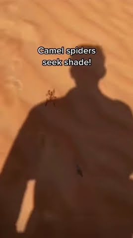 Don’t let that goofy ahh spider get on me - YouTube