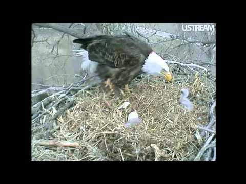 Decorah Eagles Unfortunate Situation 4-3-11 - YouTube