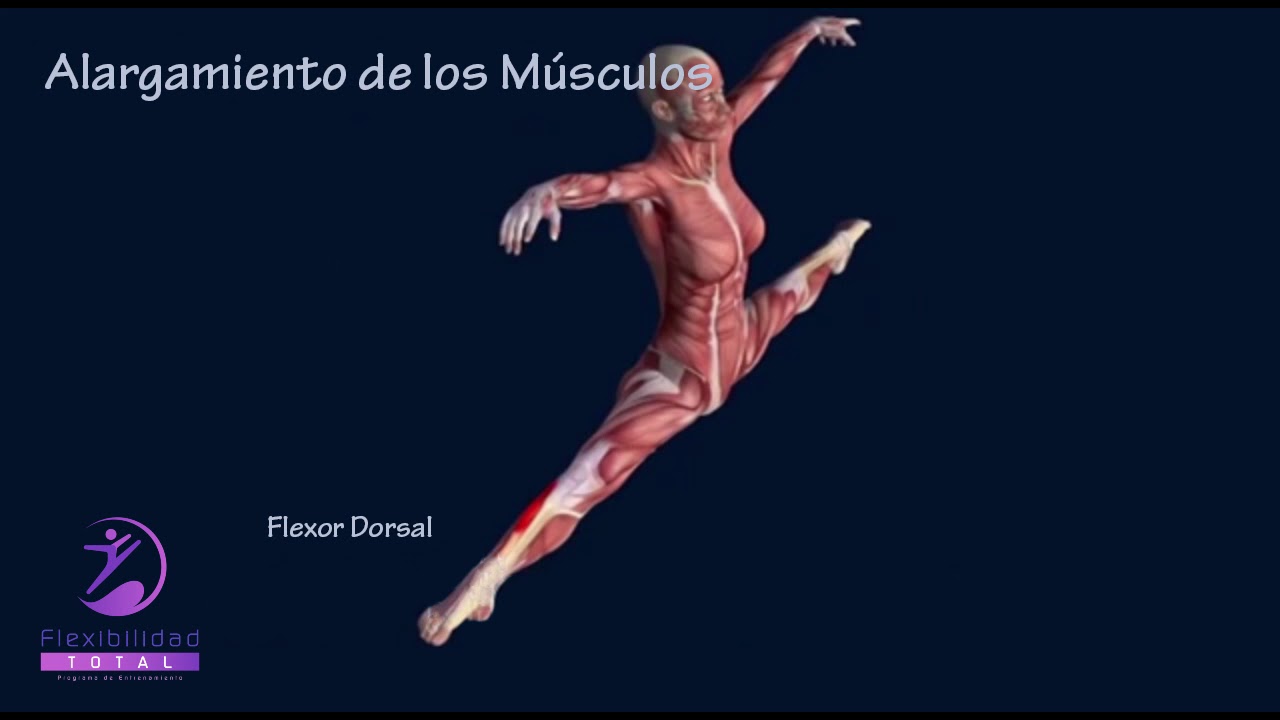 Split Lateral Animación Muscular - YouTube