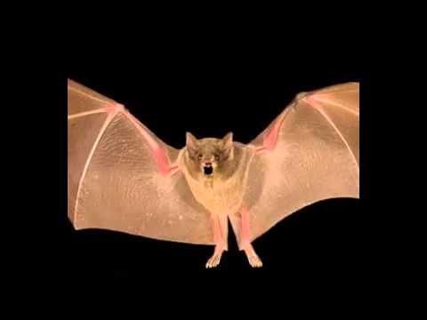 Meet the Lesser Long-Nose Bat! - YouTube