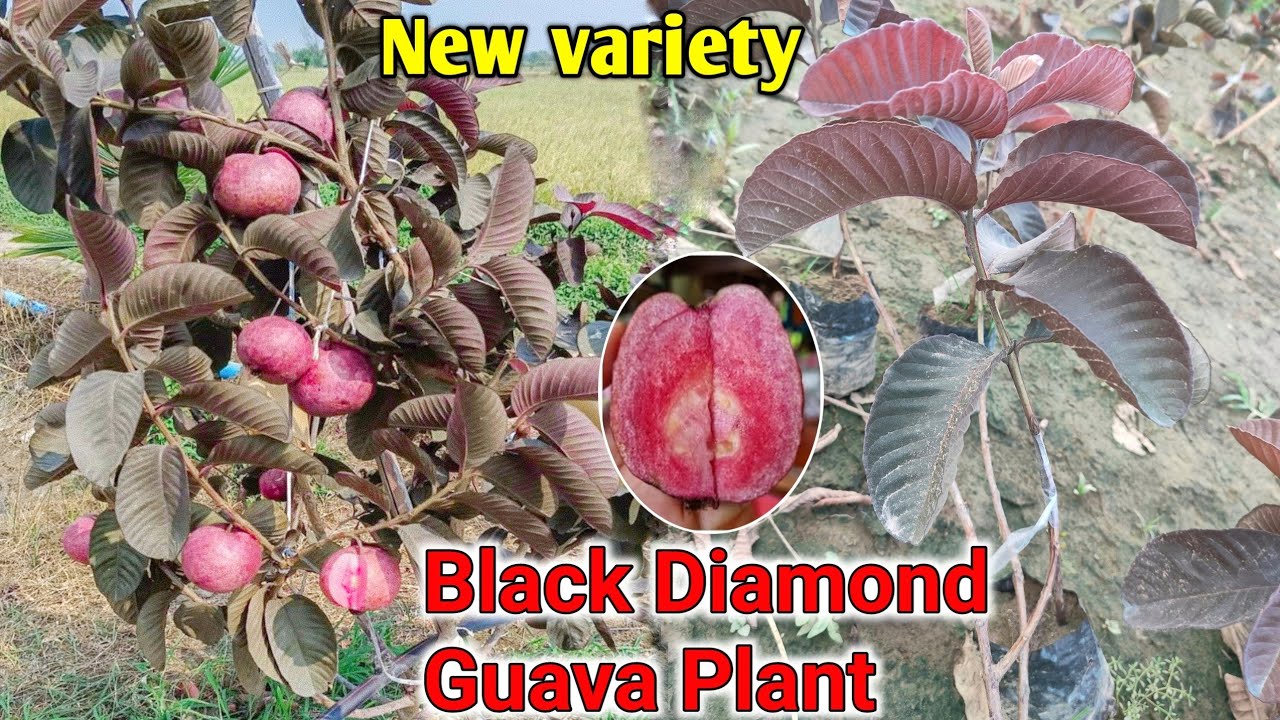 Black Diamond Guava Thailand New Variety Black Diamond Guava Best Guava ...