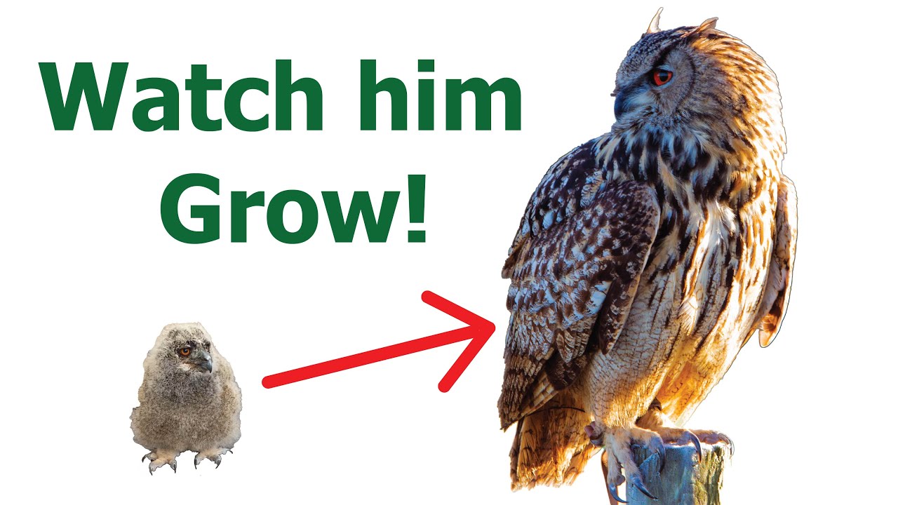 THE FIRST YEAR WITH MY OWL | One week old owl | How to raise an owl ...