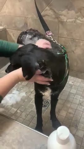 LOKI LOVING HIS BATH - YouTube