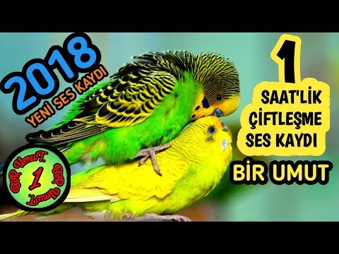 1 SAAT'LİK ÇİFTLEŞME SESİ MUHABBET KUŞU