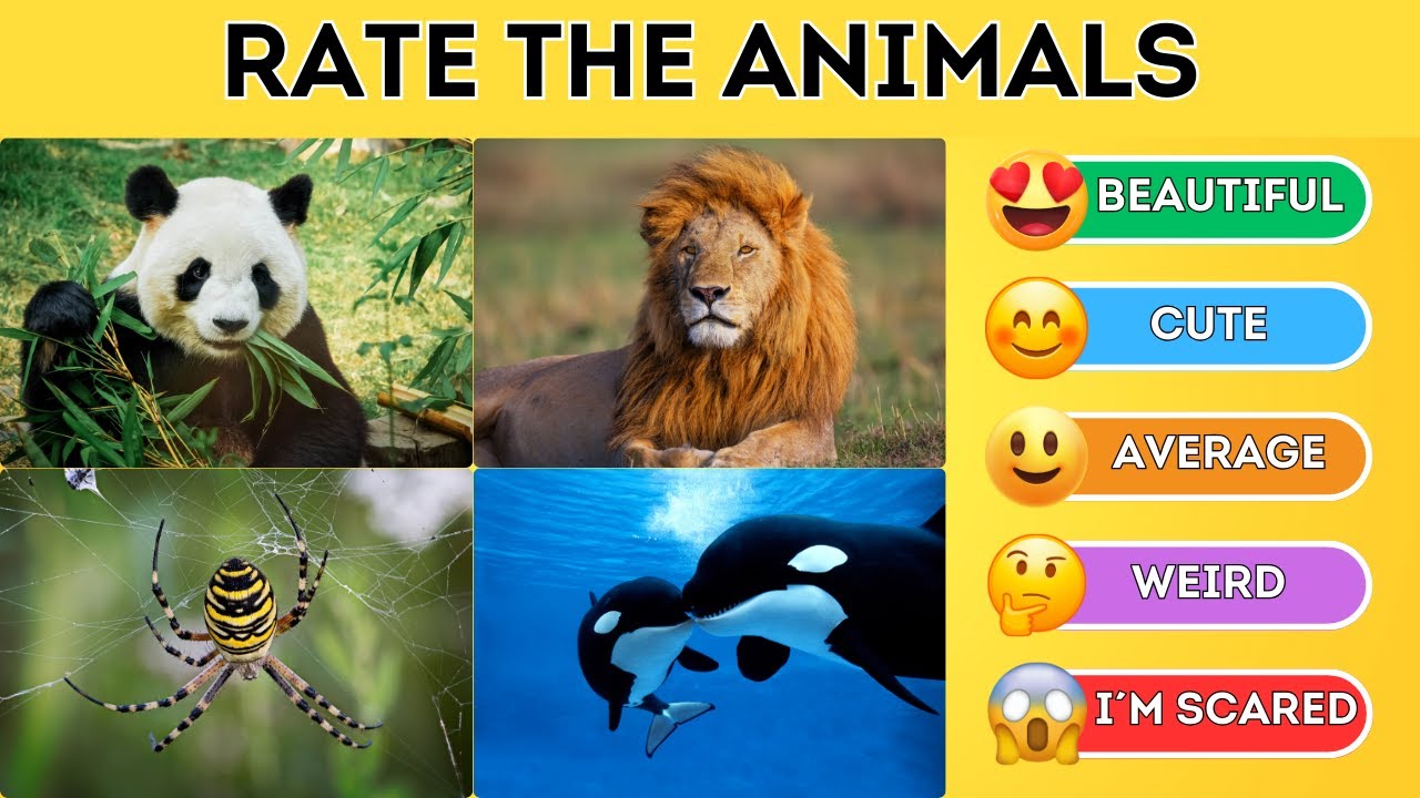 Tier List Rank Animals 🐶 | Rate the Animals🐒 | Animal Quiz🦓 - YouTube