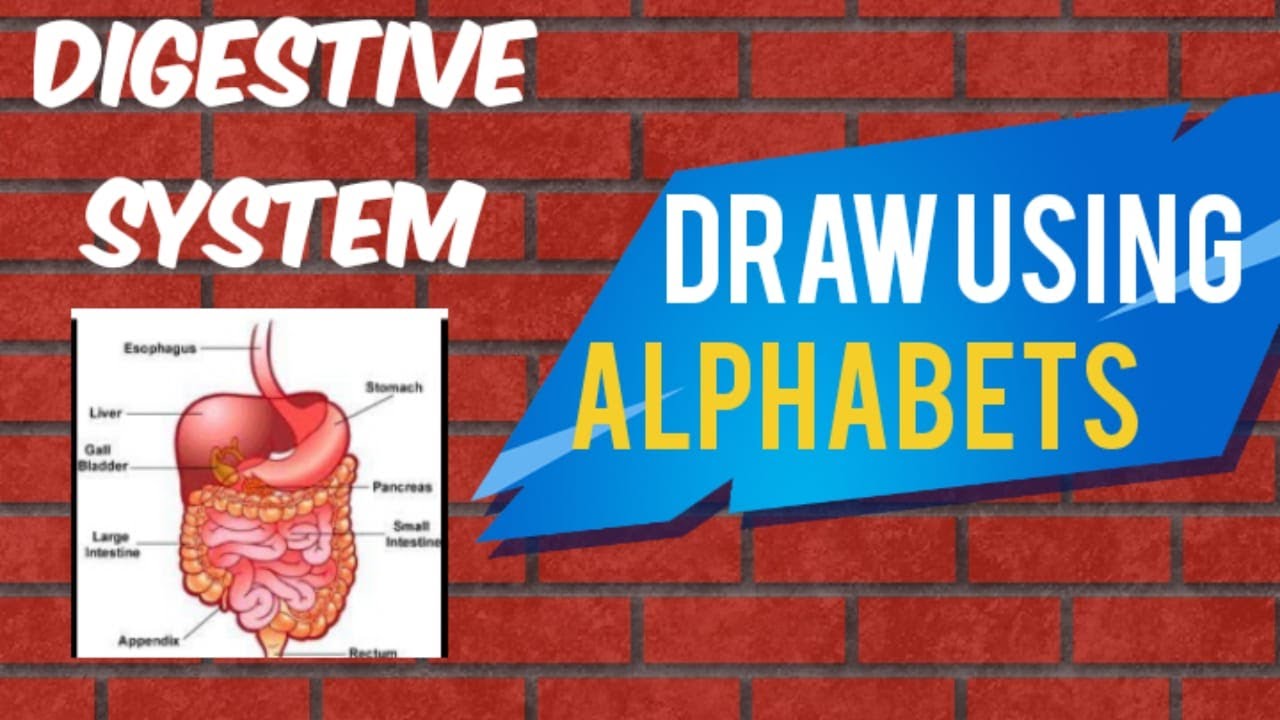 How to draw digestive system using alphabets- Human/cbse/state board ...