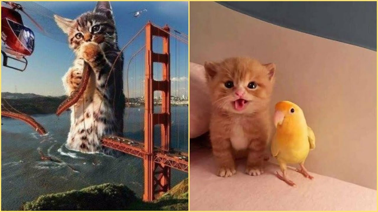 Cute Kittens doing funny things - 100% Kitten, Nothing else! Cutest ...