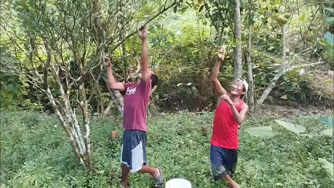 Buhay probinsya! 🌴🌳 Mamasyal sa aming munting bukid! Mga tanim na kalamansi. - YouTube