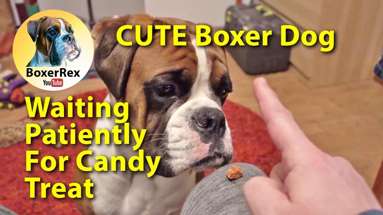 CUTE Boxer Dog Waiting Patiently For Candy Treat 🍬 ️ - YouTube