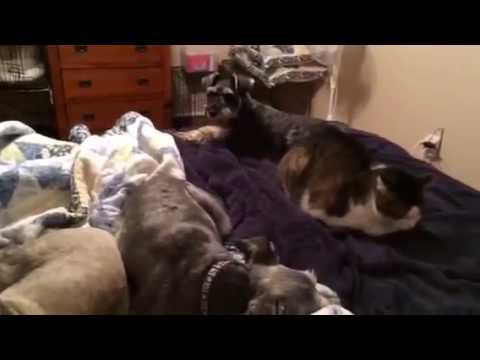 Dogs Take Over Bed - YouTube