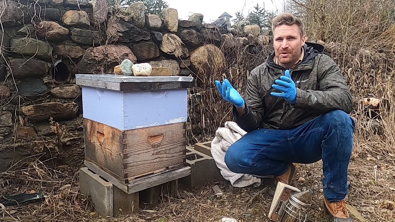 Checking Bees March 2nd 2020 - YouTube