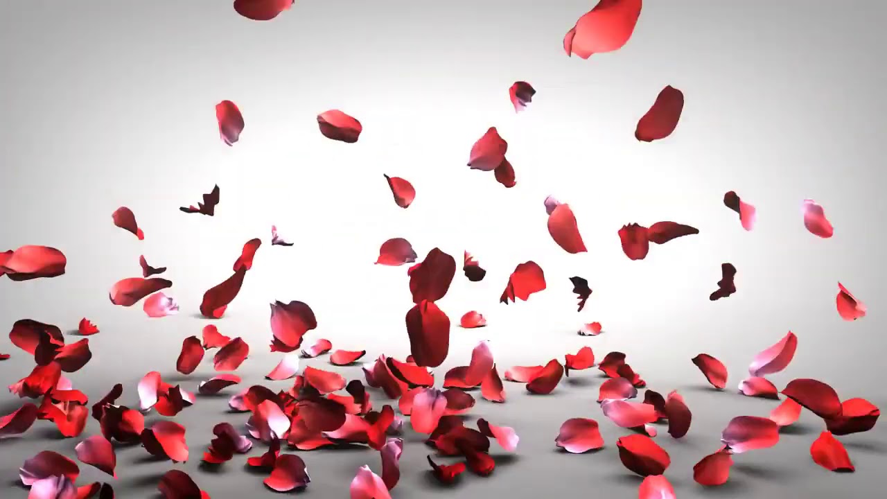 Falling Rose Petals - YouTube