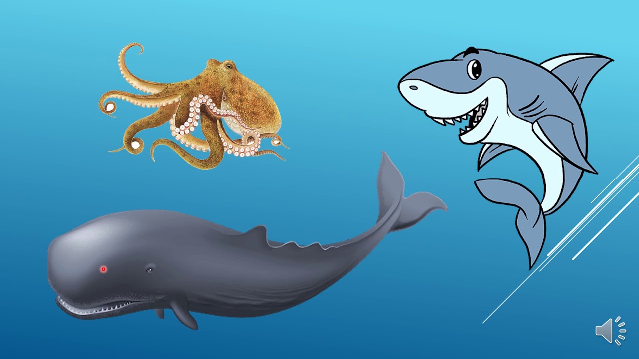 May 26th Sea animals - YouTube