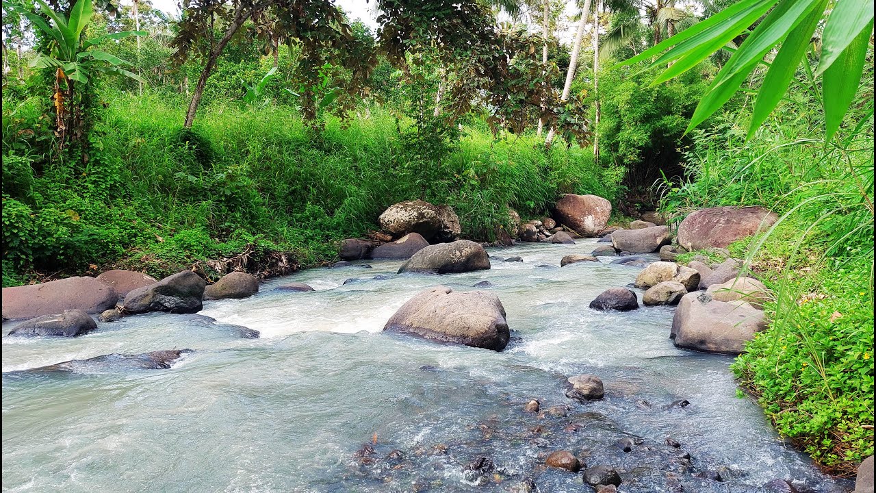 Fall Asleep Immediately with Gentle Stream Sounds, Relaxing brook ...