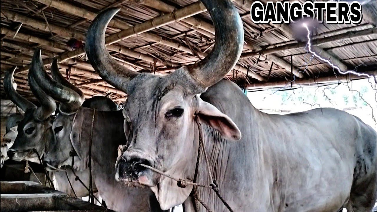 BIGGEST KANKREJ OX OF 2023 | KGN DAIRY FARM | KOLKATA COW 2023 | # ...