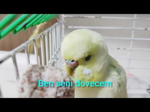 2021 Ben Seni Döveceğim Diyen Muhabbet Kuşu Abidin