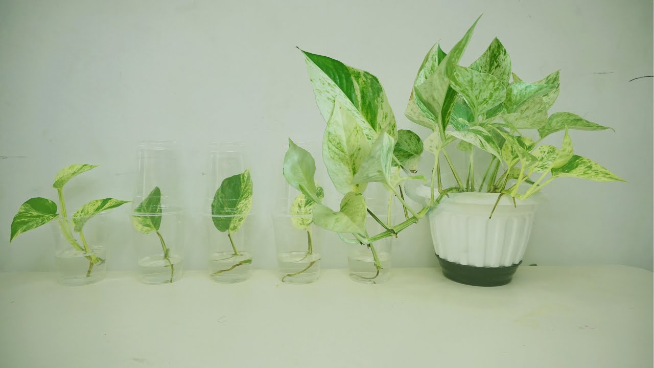 How to Grow MONEY PLANT ( POTHOS ) Underwater Faster | Grow Marble ...