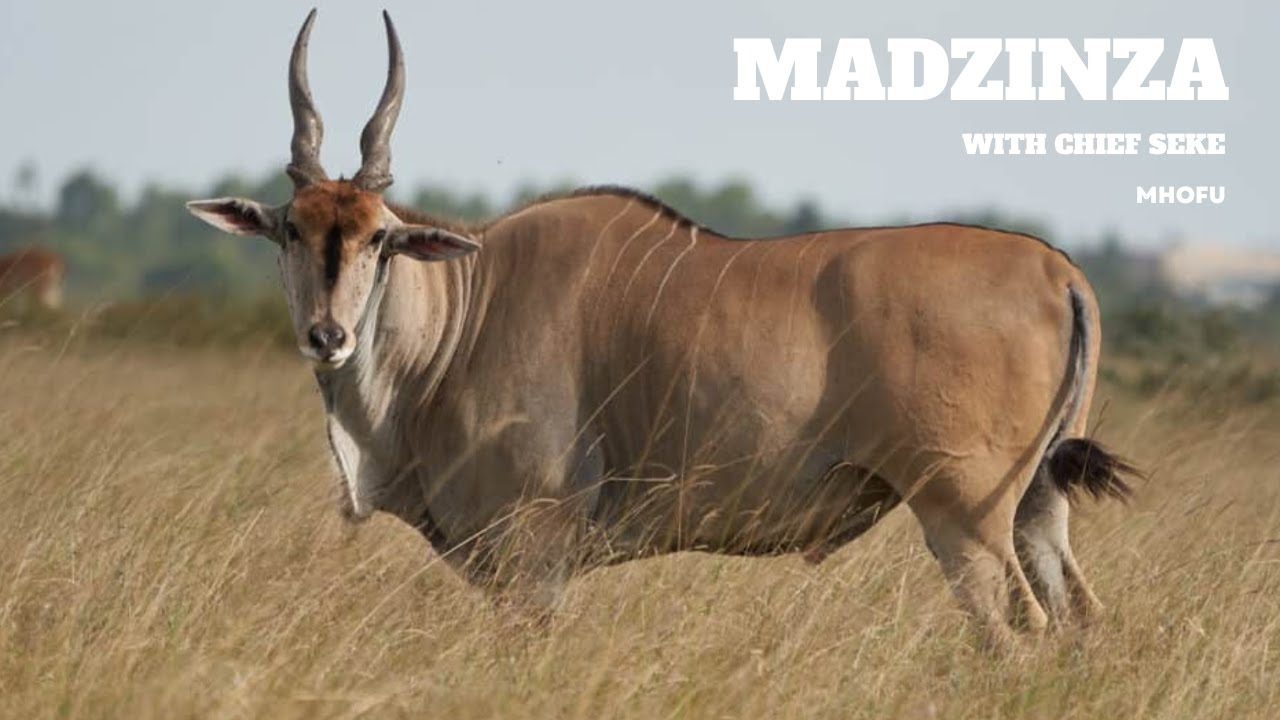 Discover Mhofu: Chief Seke's Exclusive Insights Part 2 - YouTube