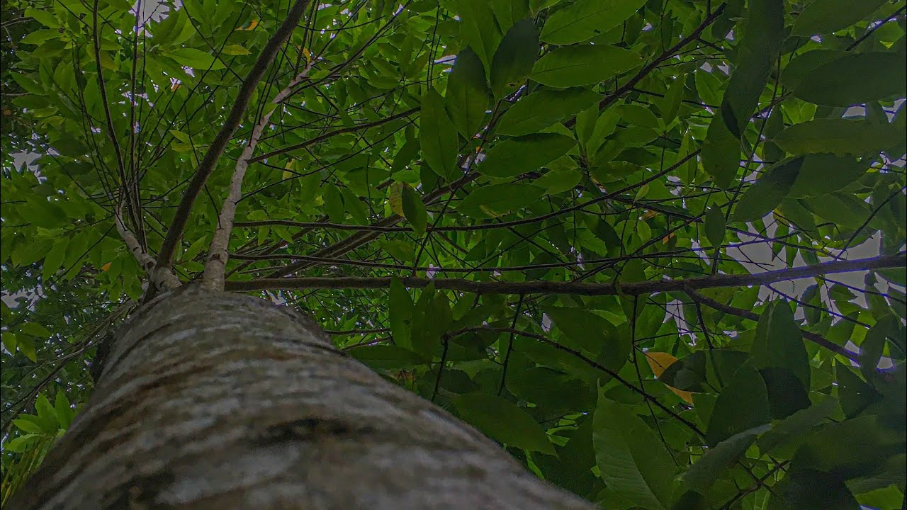 Mango Pickle - Cinematic Shots🥭 ️ - YouTube