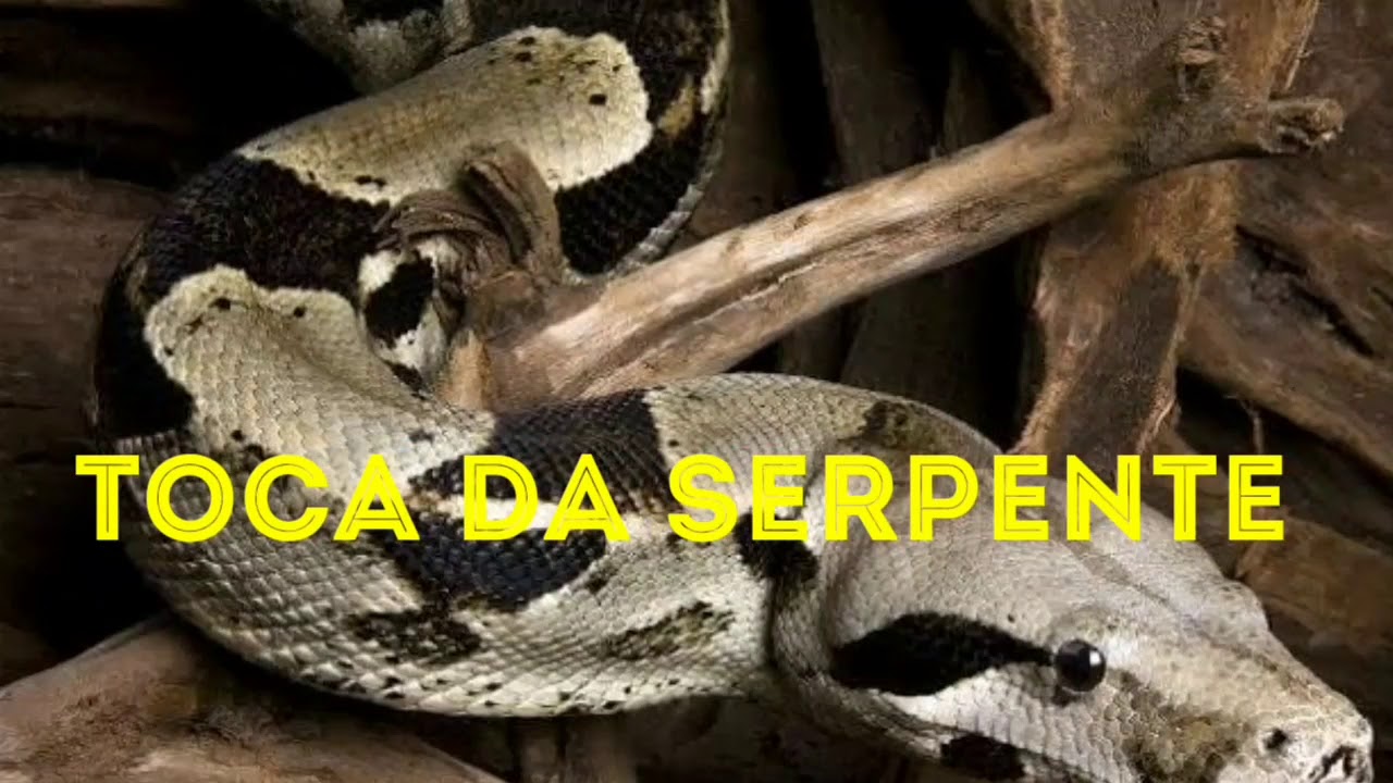 HEDGEHOG - Ouriço Pigmeu Africano - YouTube