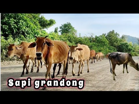 sapi grandong, sapi lucu, sapi limosin, sapi ngamuk, sapi sembelih cow video, cow sound, animals ...