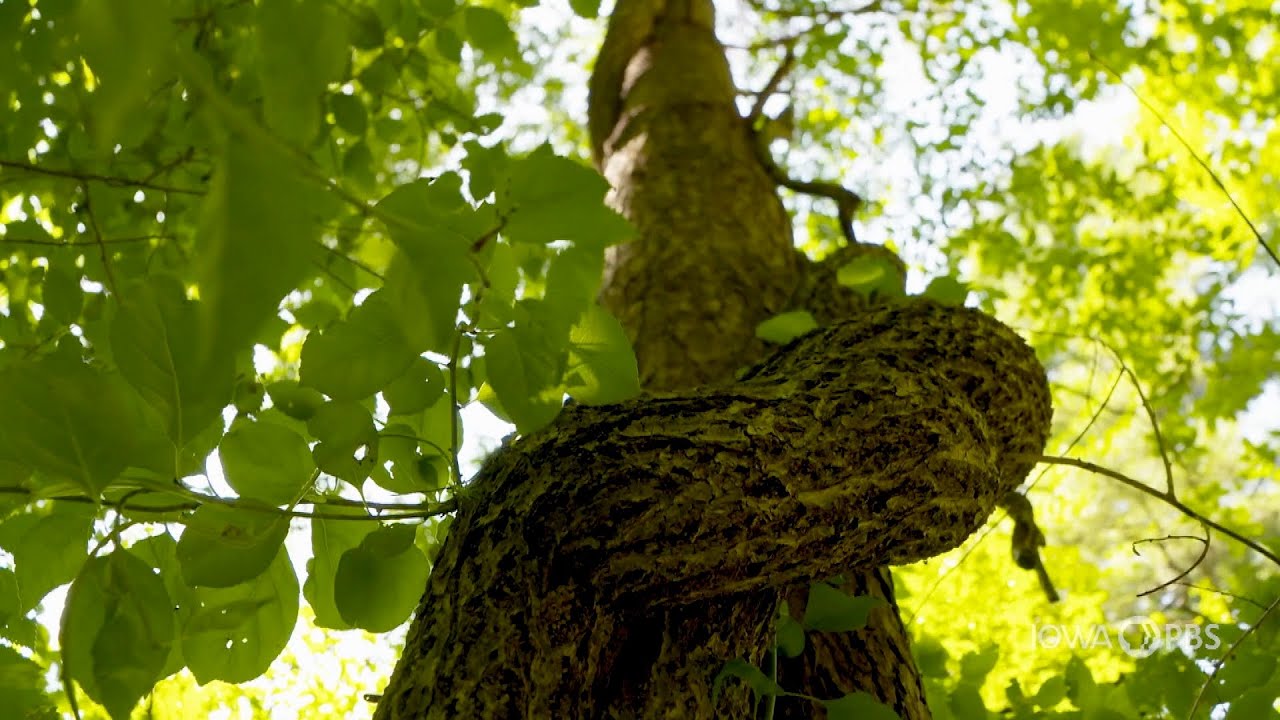 Invasive species in Iowa's forests - YouTube