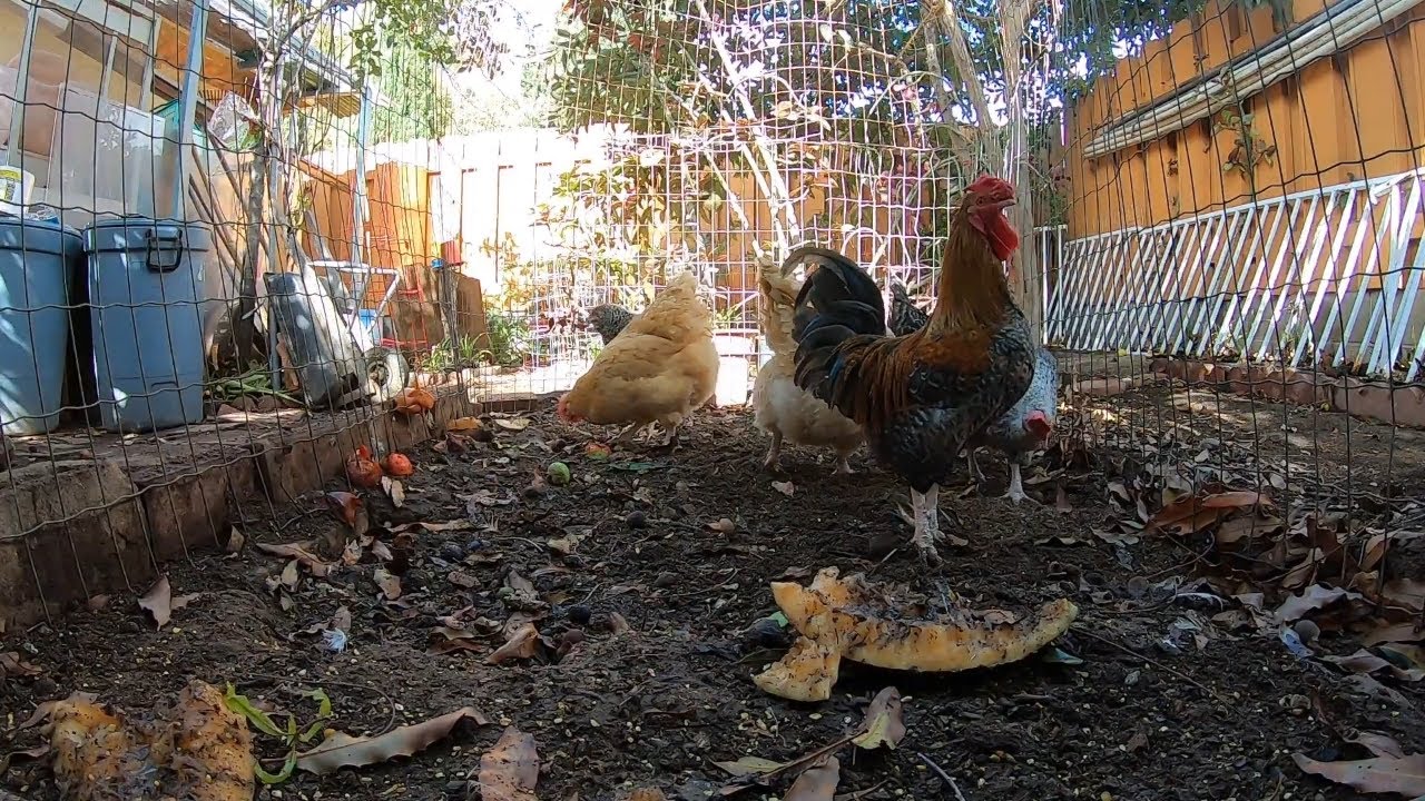 Backyard Chickens On A Windy Day! Hens Clucking Roosters Crowing ...