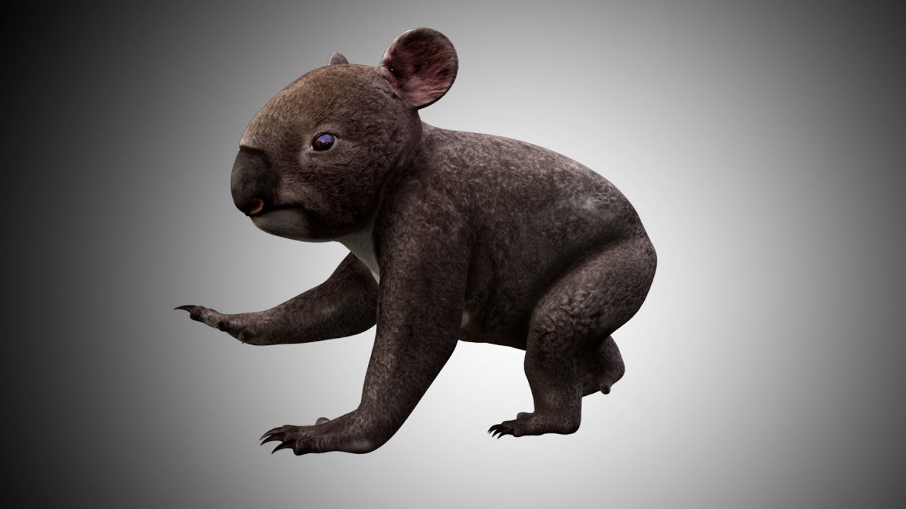 KOALA 3D MODEL RIGGED AND LOW POLY AR VR VFX Game Ready Model - YouTube