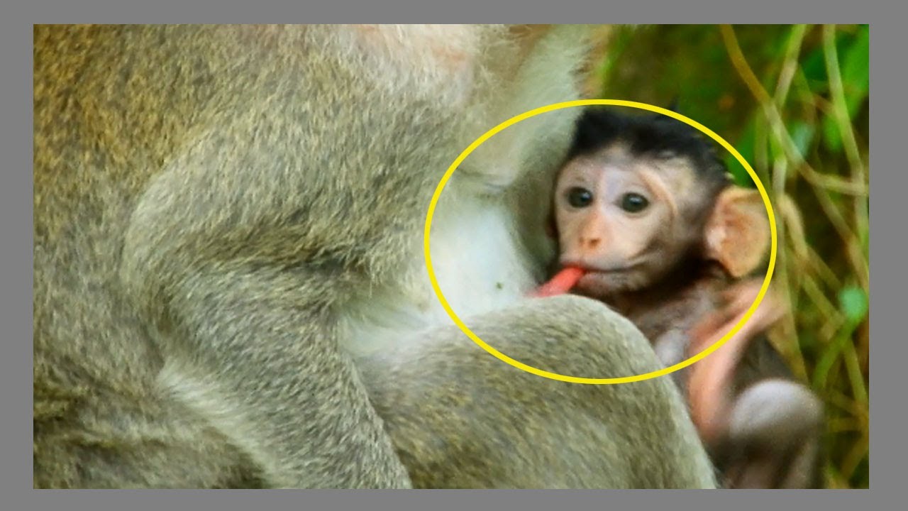 jazzy baby jane monkey DSCN2578 - YouTube