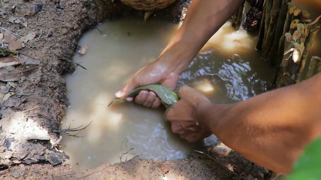Isolate Fishing Make Primitive Fish Trap and Catch Many Catfish for ...
