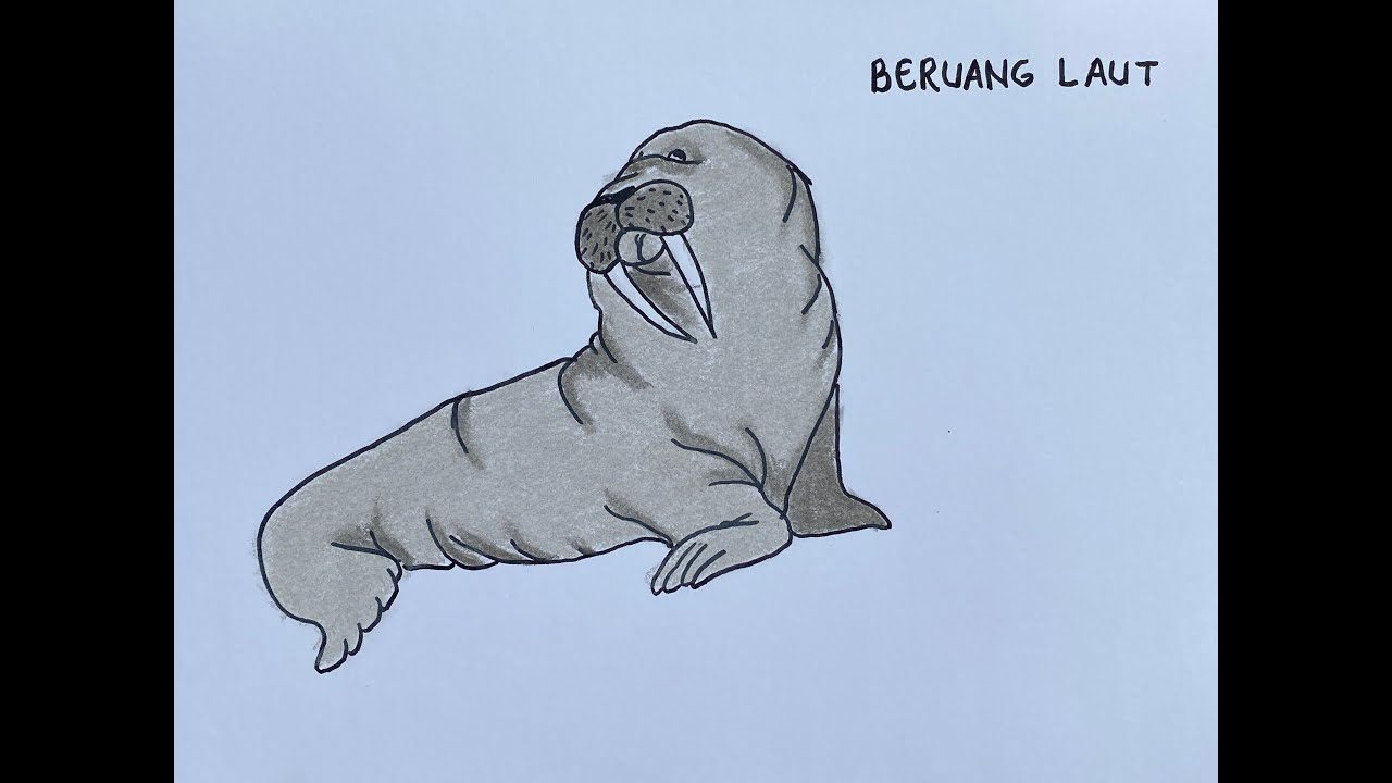 Menggambar Beruang Laut untuk Anak dan Balita ǀ how to draw sea bear ...