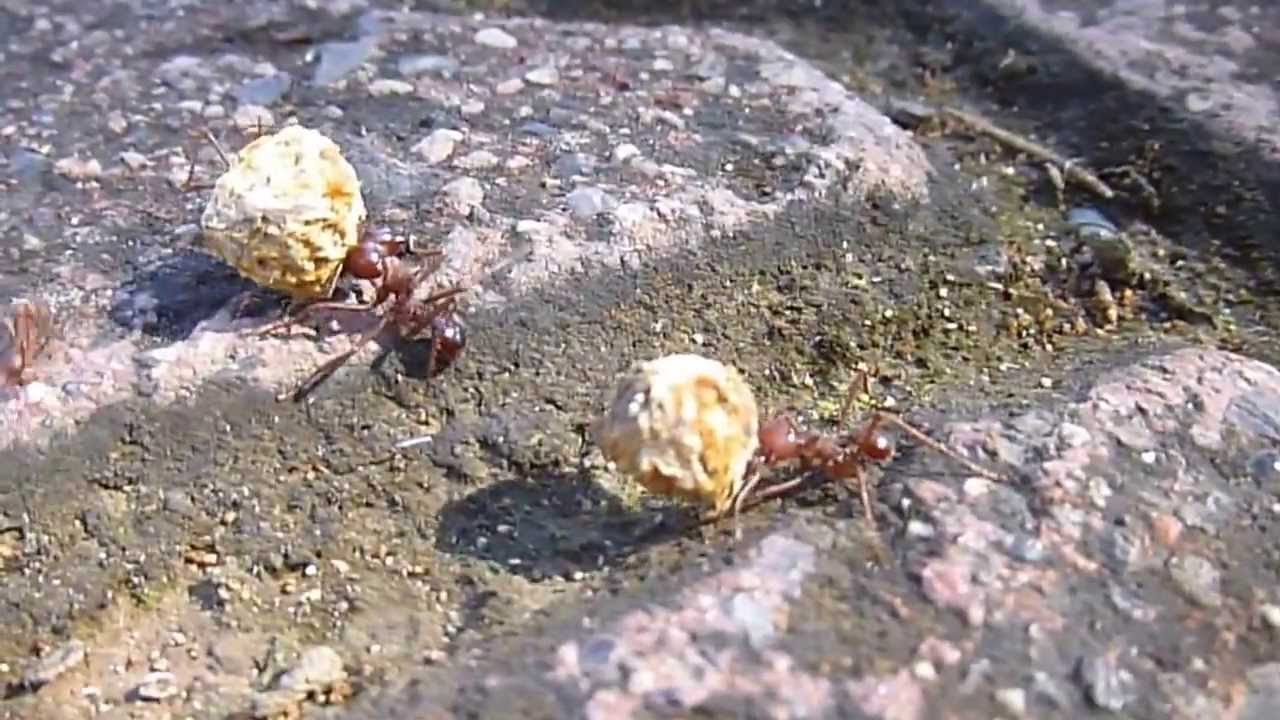 Animales asombrosos. Las hormigas cargan enormes semillas - YouTube