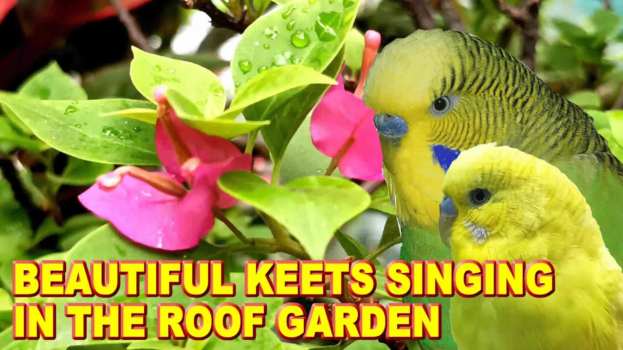 singing keets in my mini roof garden - YouTube
