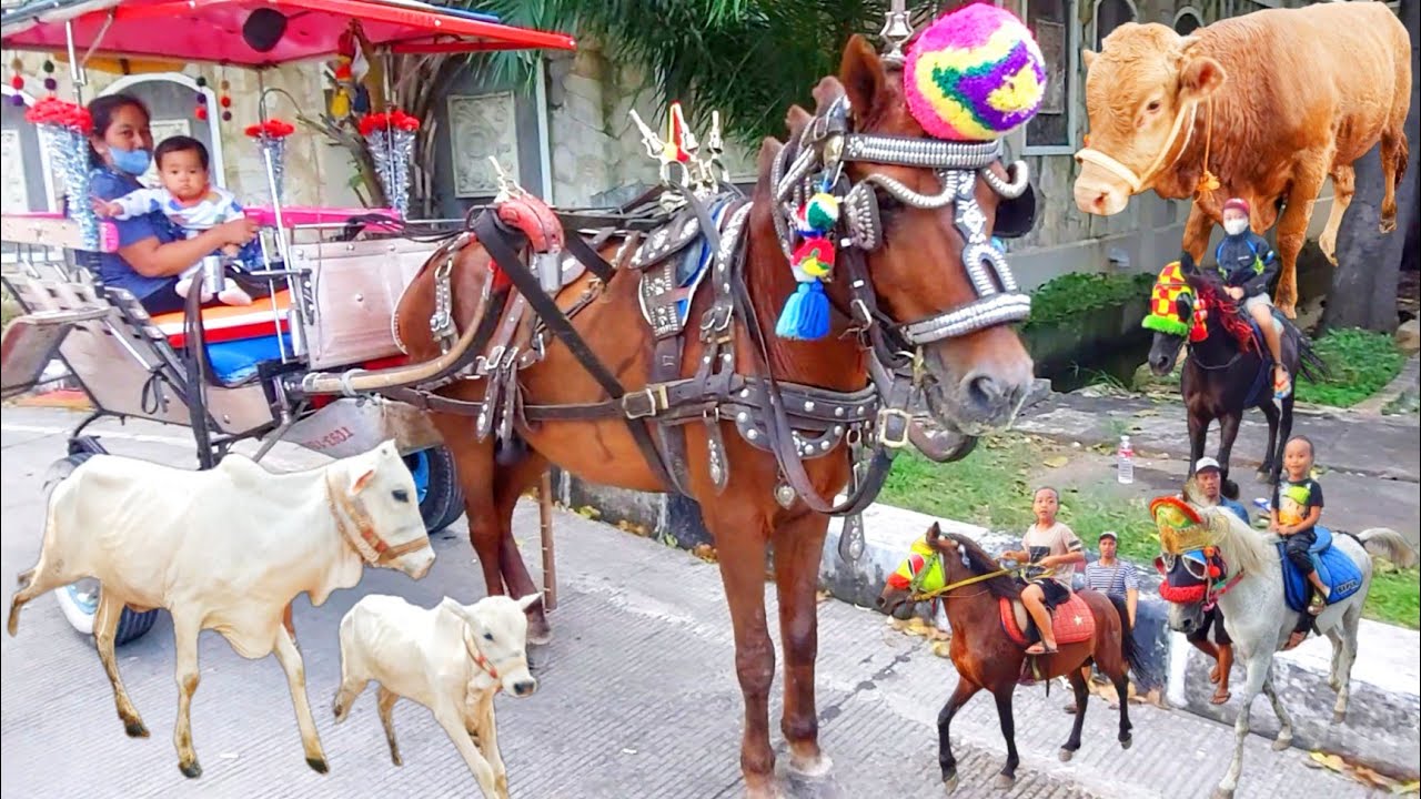 Kuda | Naik Kuda Delman Kemayoran | Naik Delman Remix | Naik Kuda ...